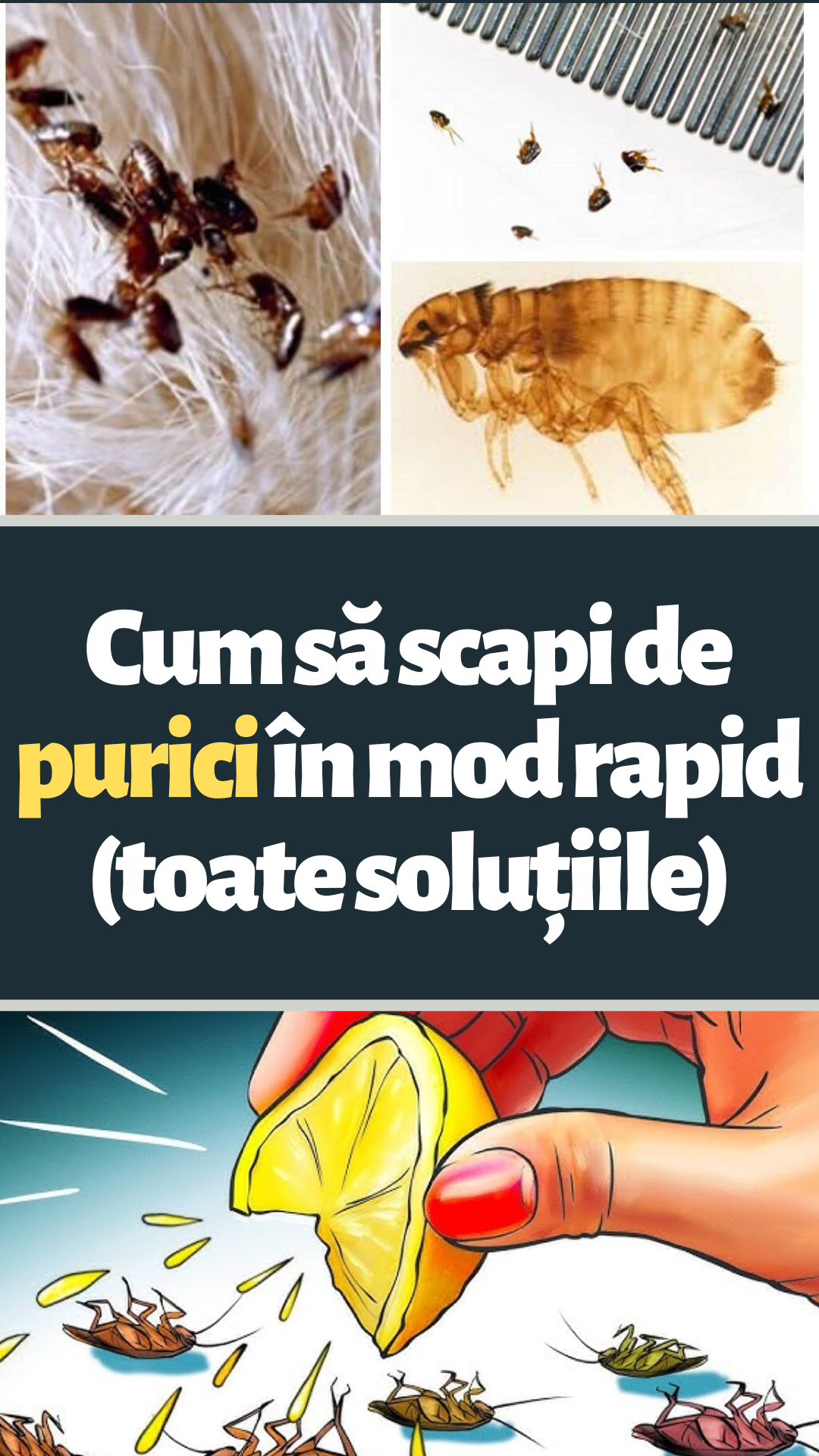 Cum să scapi de purici în mod rapid (toate soluțiile)